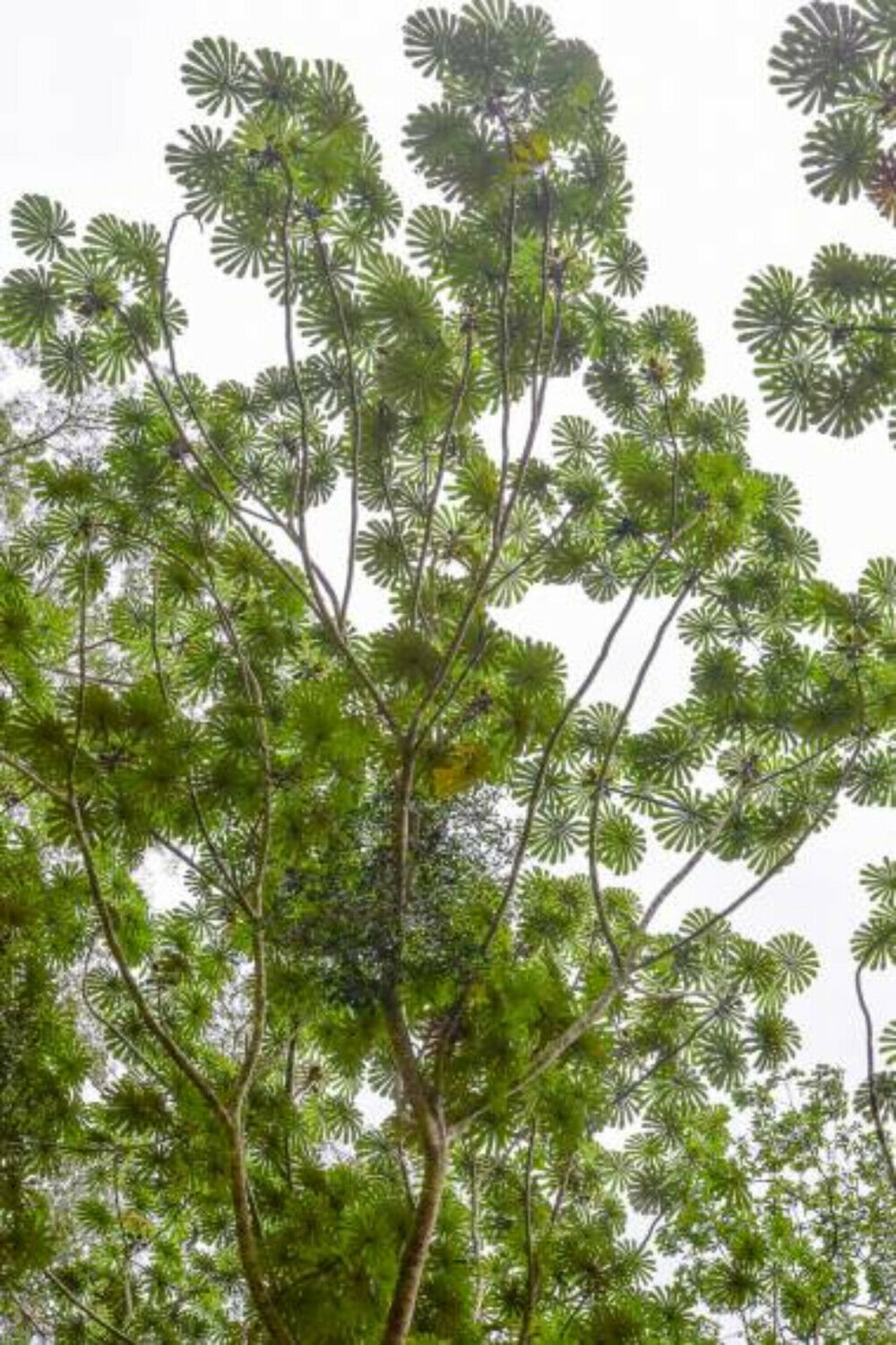 5 fresh seeds Musanga Cecropioides Corkwood Umbrella Tree | Etsy