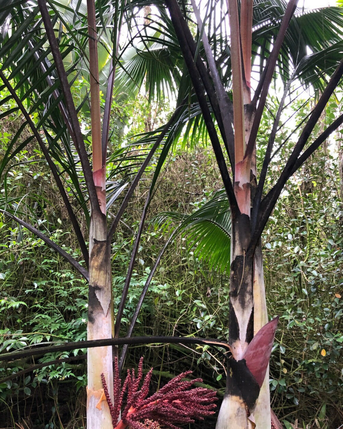 3 fresh seeds RARE Dypsis Baronii 'Black Petiole Palm | Etsy