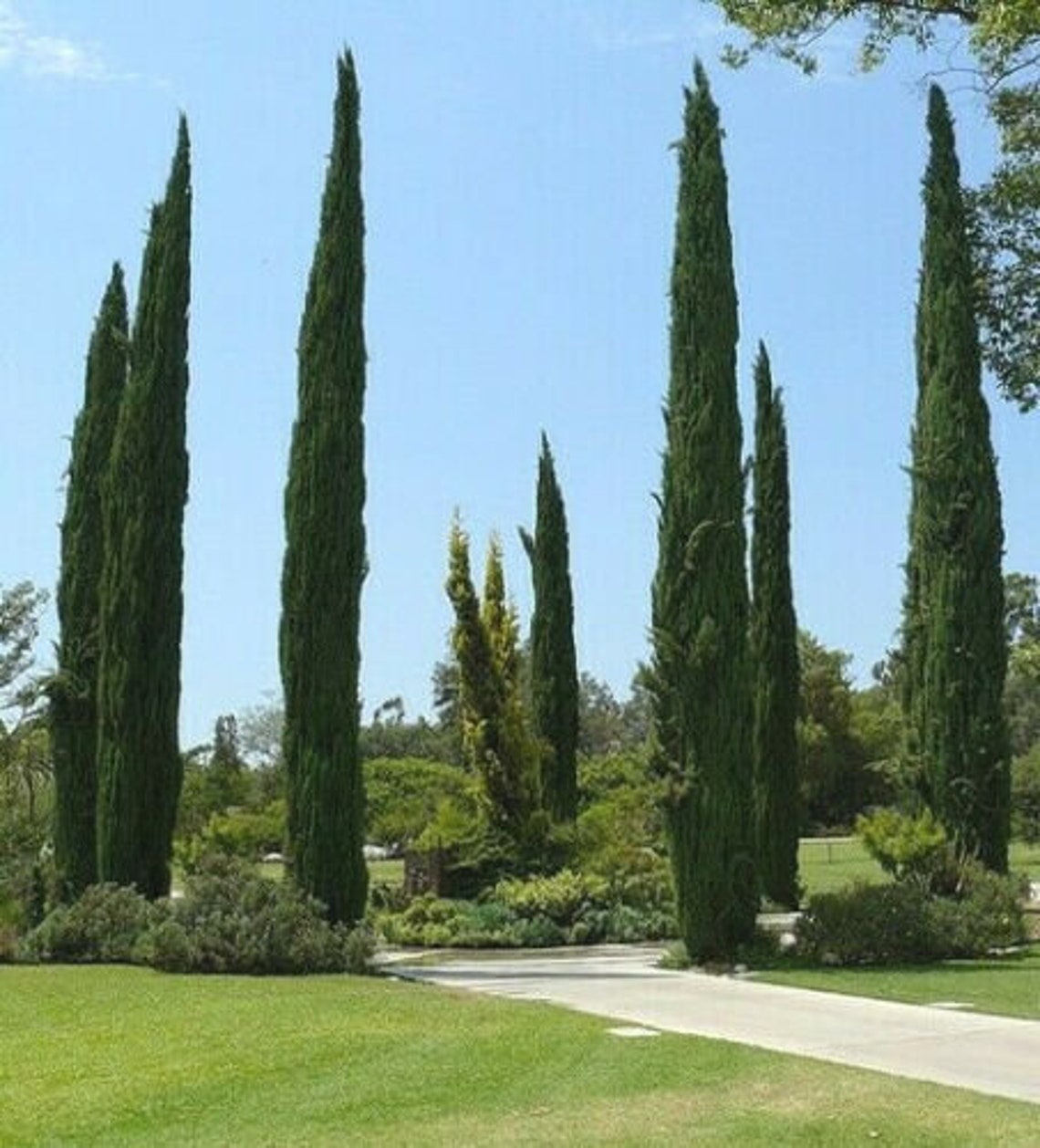 200 Seeds Cupressus sempervirens Stricta Cypress Male | Etsy