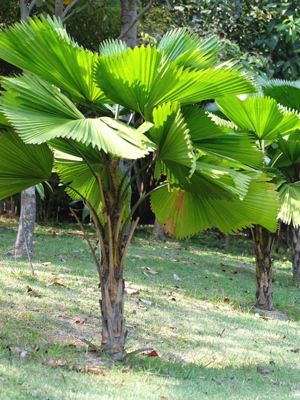 5 fresh seeds Licuala Grandis Ruffled Fan Palm Vanuatu Palm | Etsy