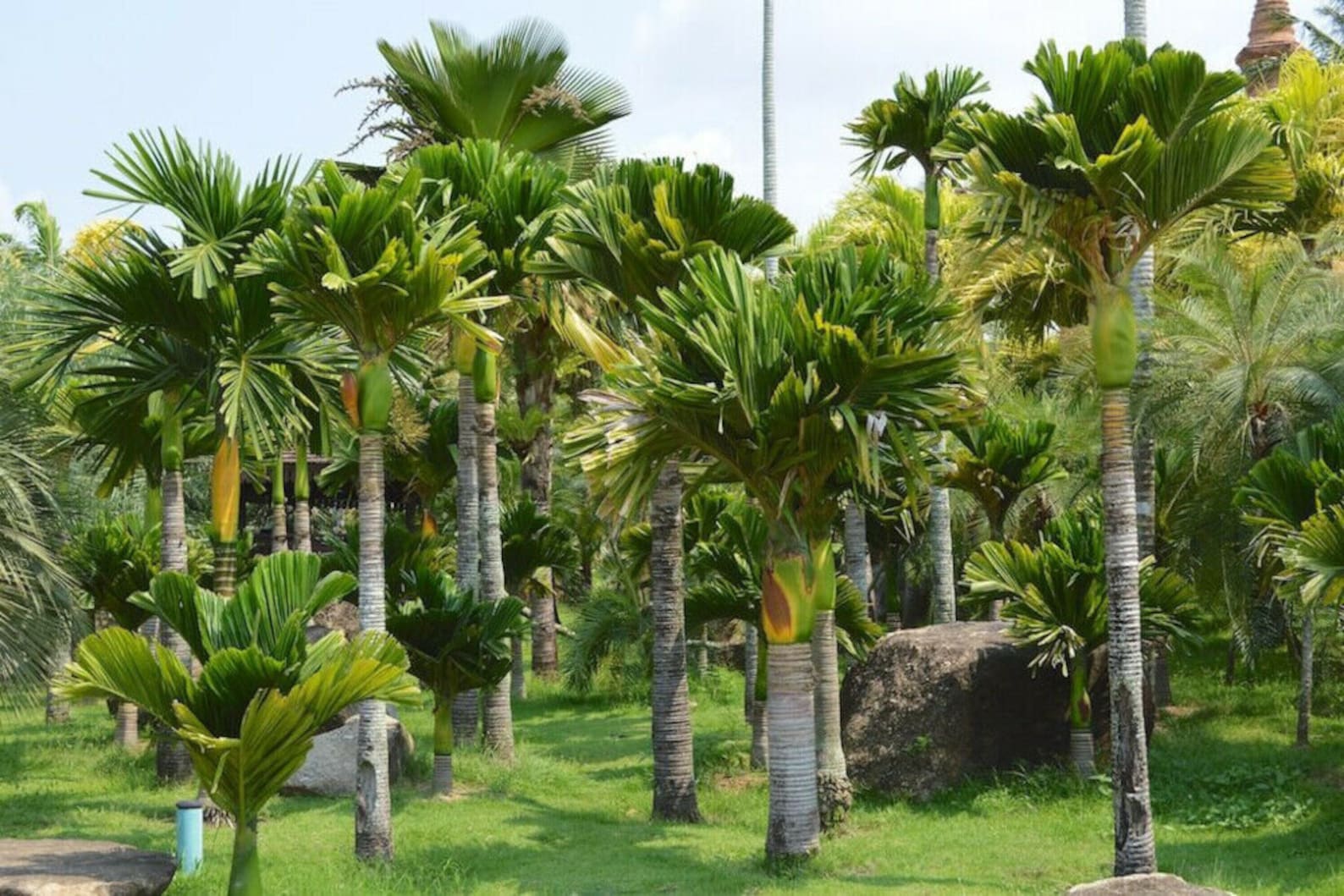 3 fresh seeds Areca Catechu Betel Nut Palm | Etsy