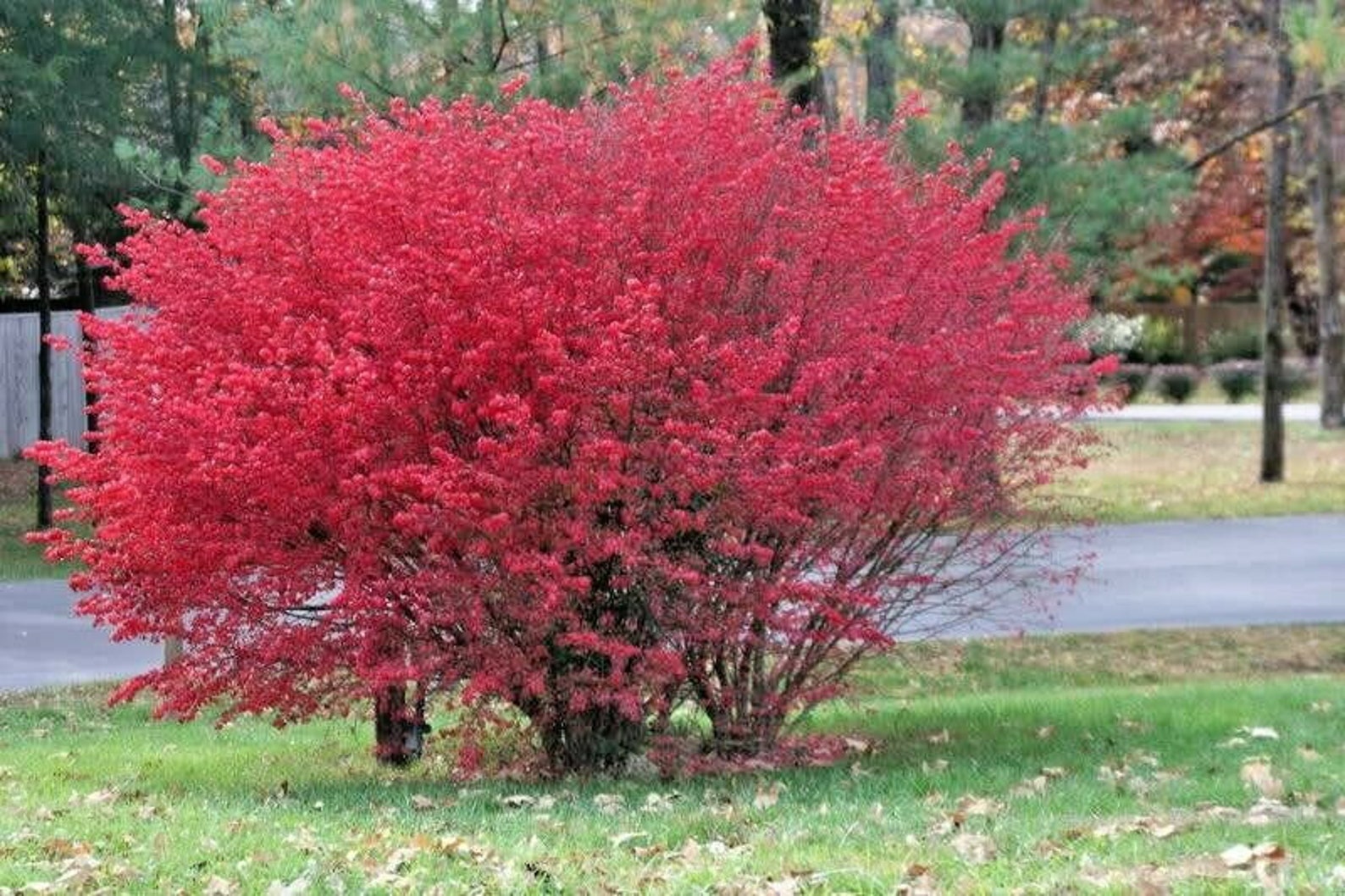 50 Seeds BURNING BUSH Kochia Scoparia Bassia Bright Red Fall | Etsy