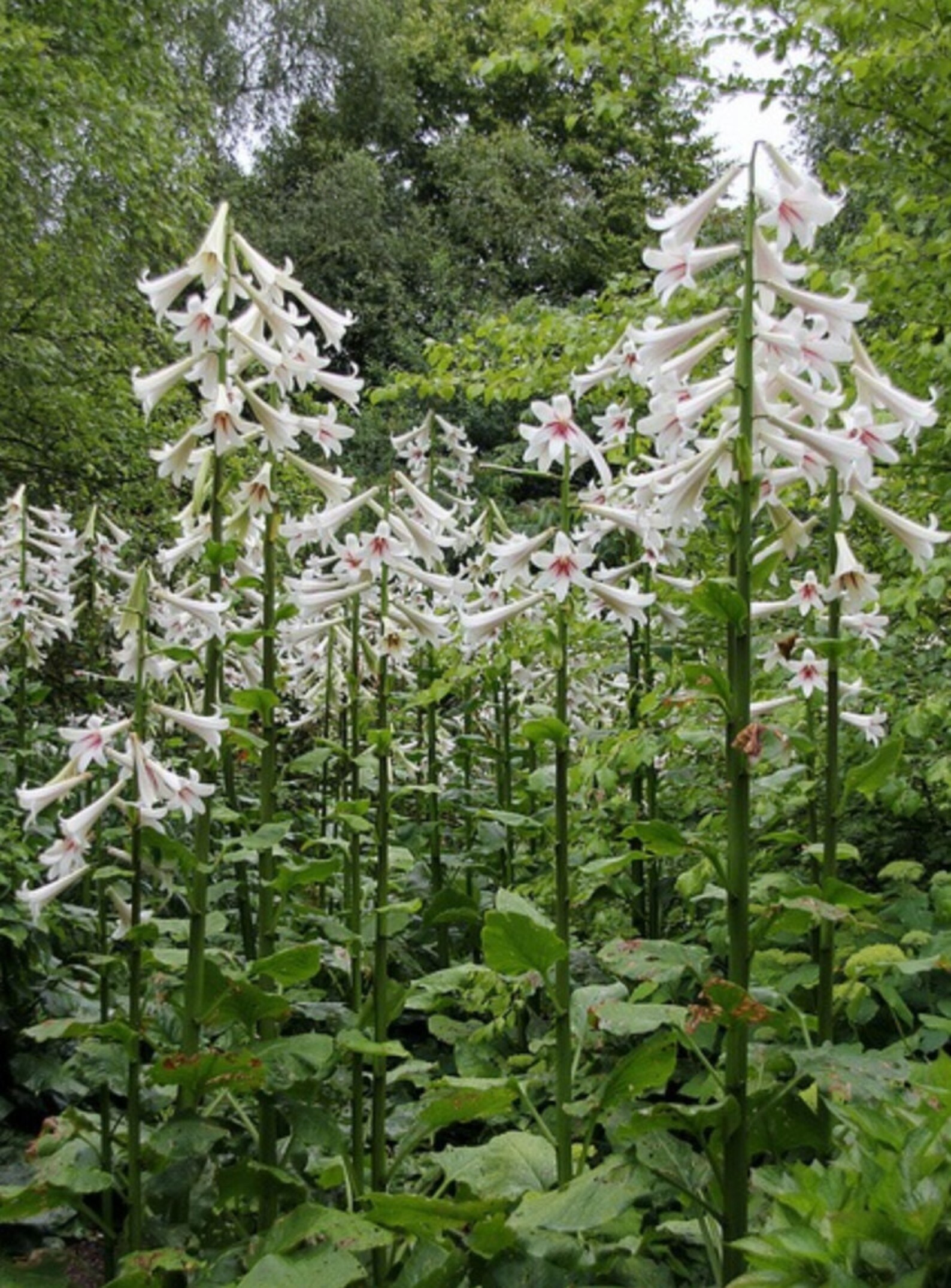 50 seeds GIANT HIMALAYAN LILY Cardiocrinum Giganteum Yunnan | Etsy