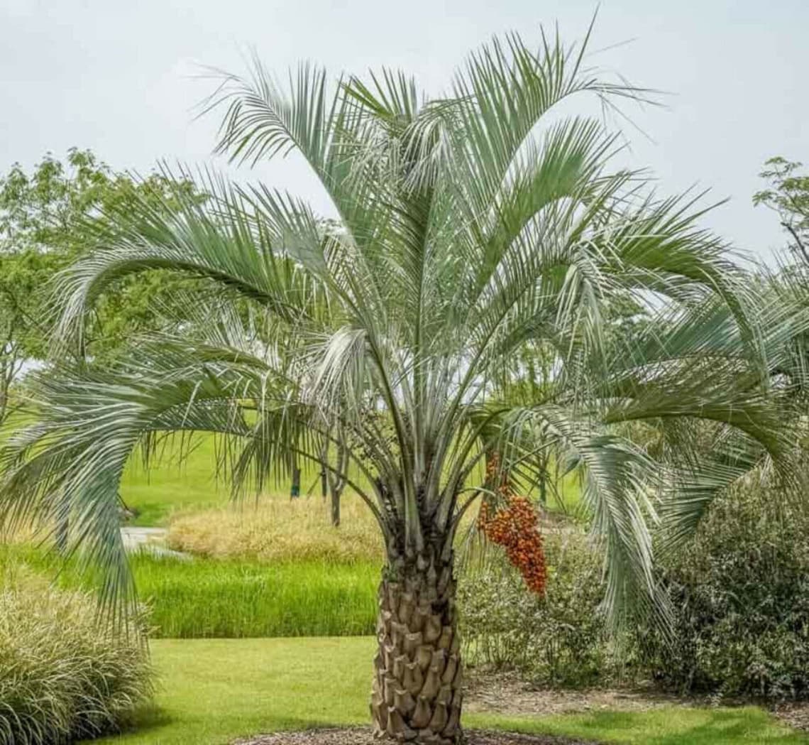 5 fresh seeds Butia Capitata Northern Jelly Palm | Etsy