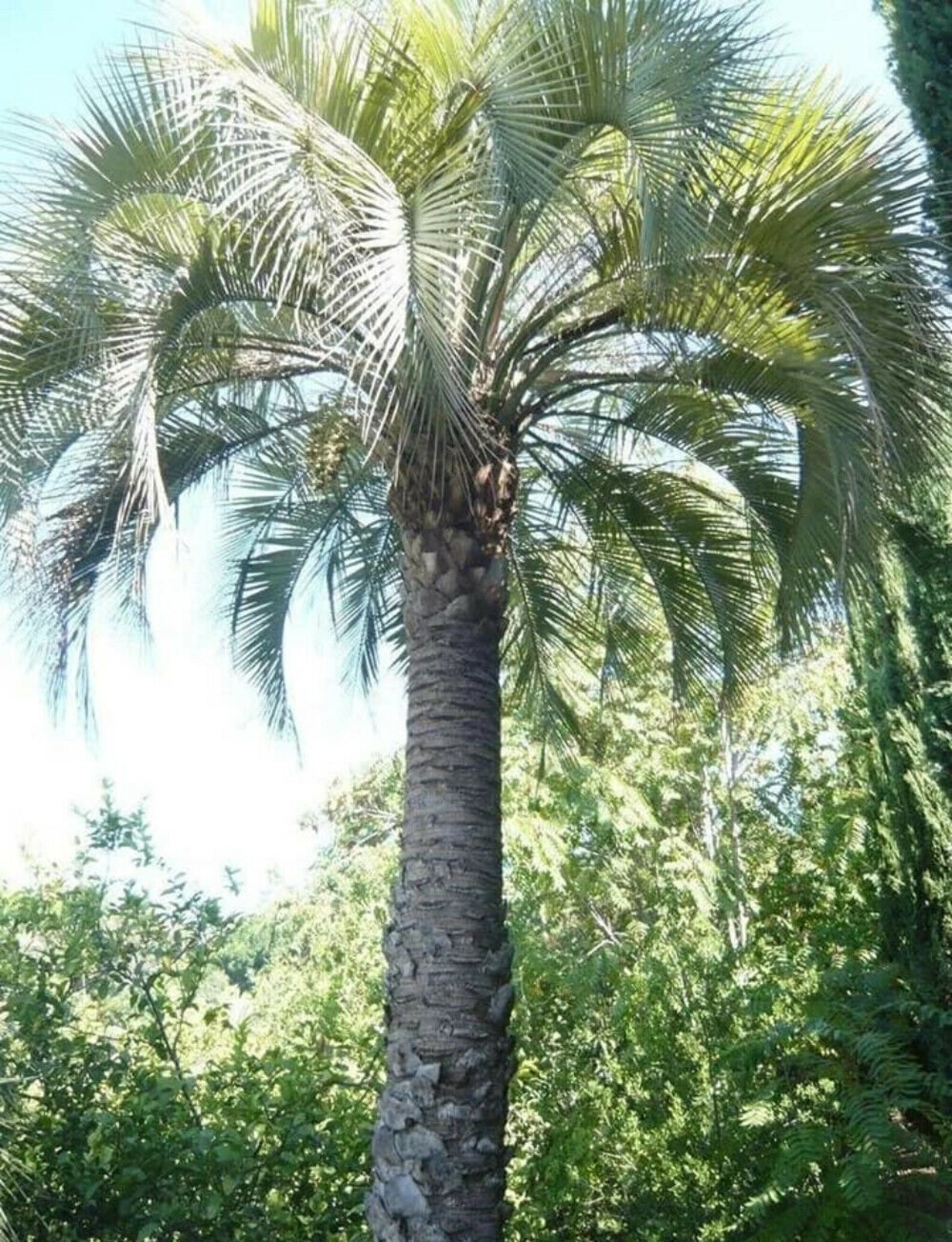 3 Seeds Butia Yatay Yatay Palm Tree | Etsy