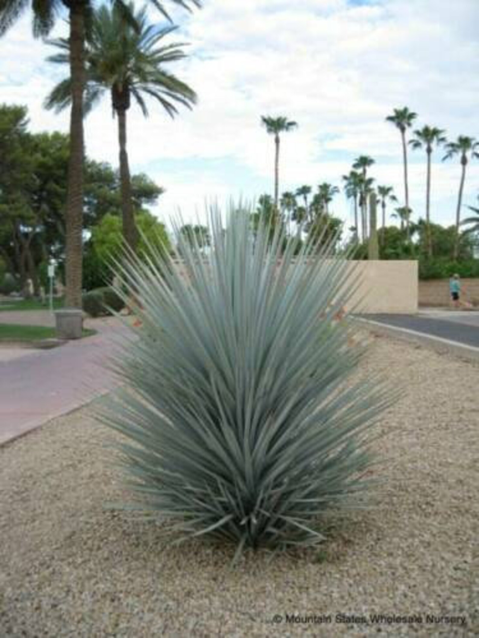 10 fresh seeds Yucca Rigida Blue Yucca Juka Yukka | Etsy