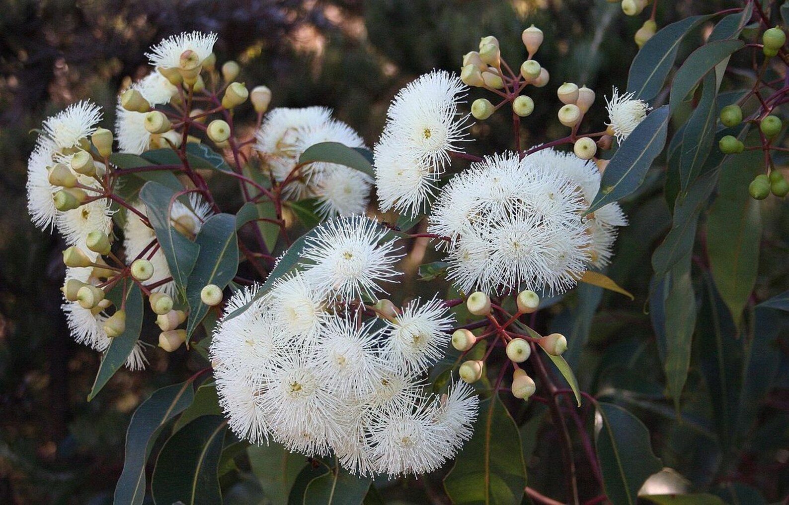 20 Seeds WA Marri Red Gum Corymbia calophylla | Etsy