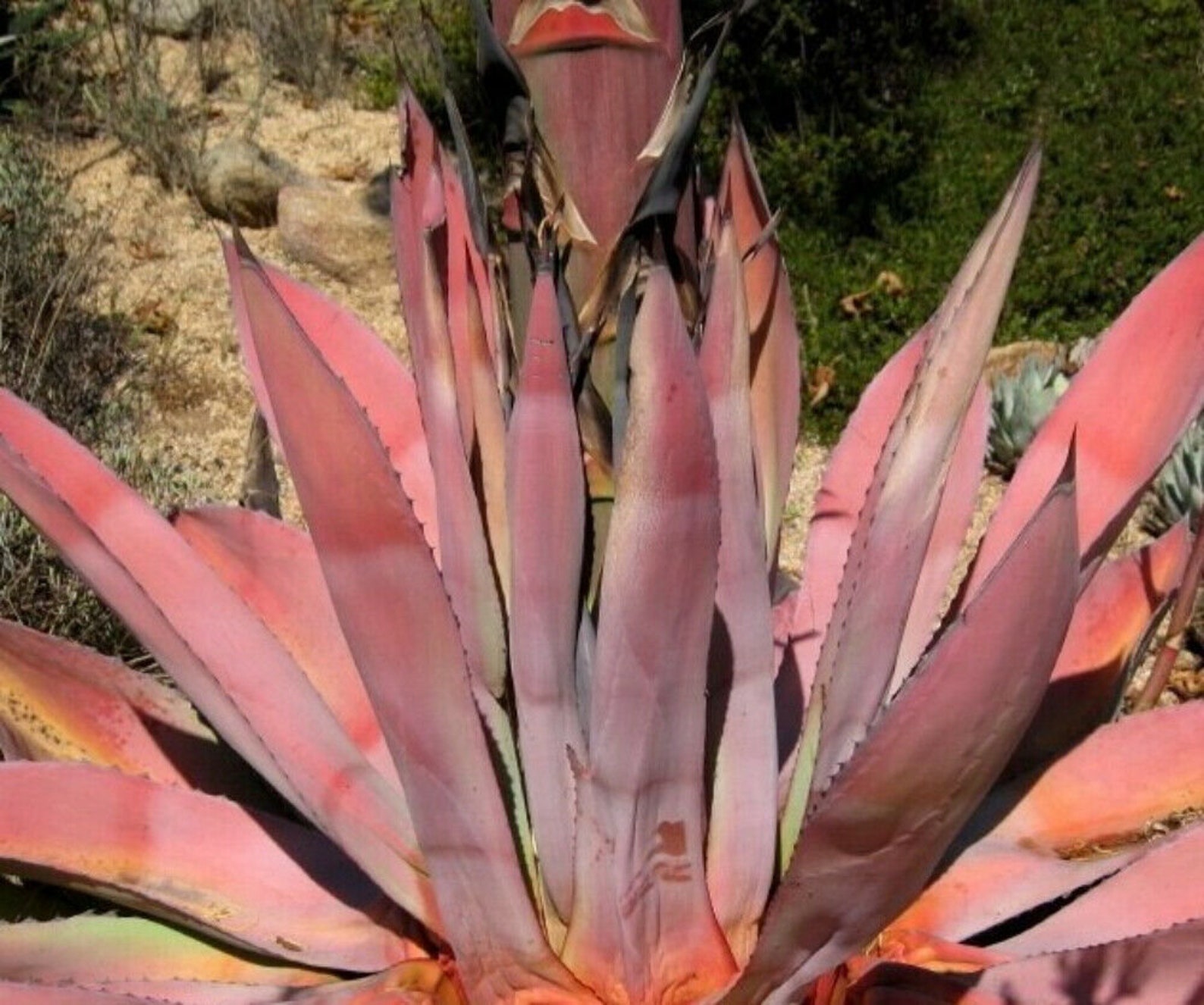 5 fresh seeds Agave Kerchovei 'Huajuapan Red' Red | Etsy