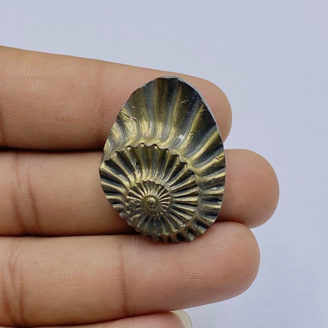 Pleuroceras Ammonite Fossil Cabochon - Pyritized Pleuroceras Fossil ...