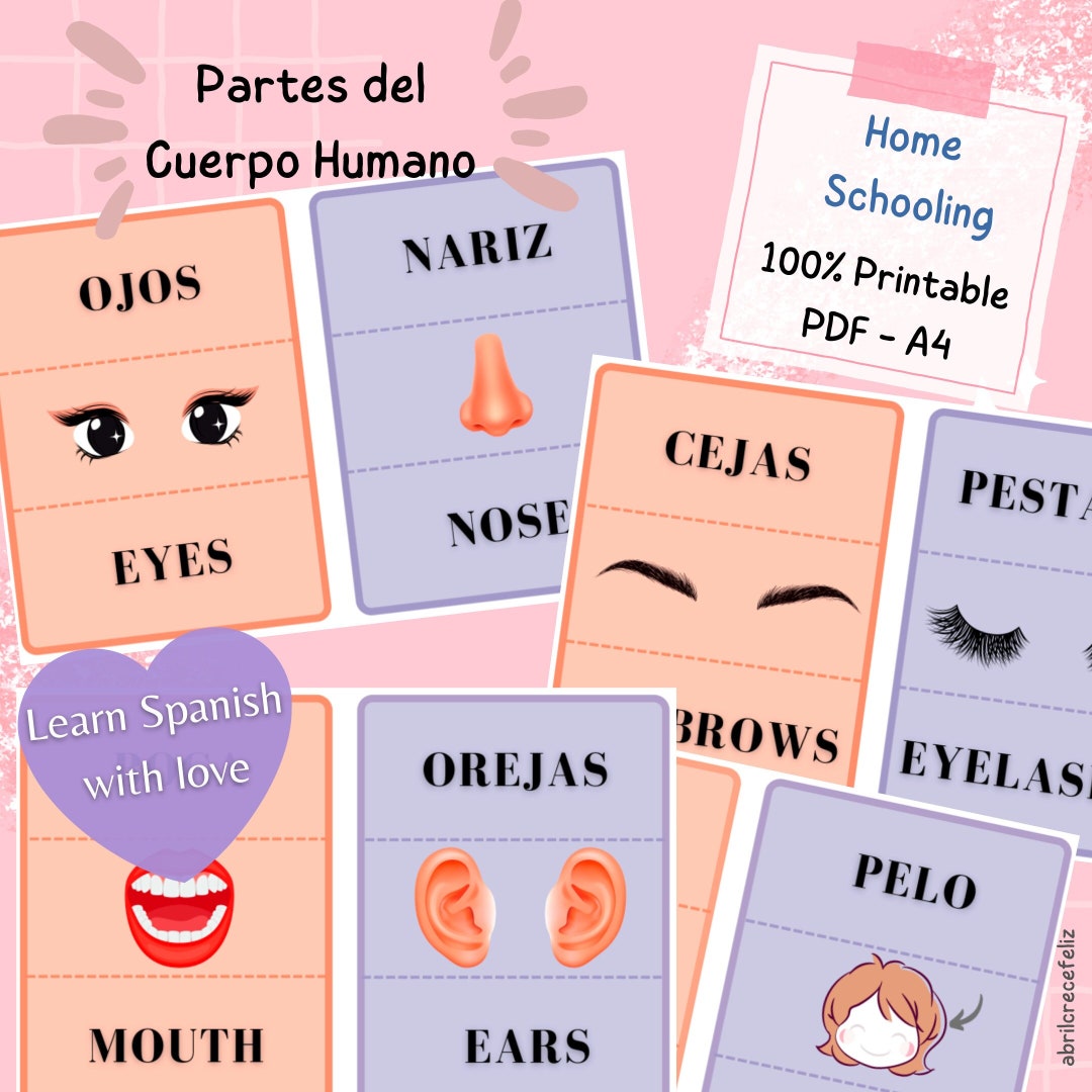 Learn the Parts of the Body Didactic Material in Vocabulary - Etsy UK