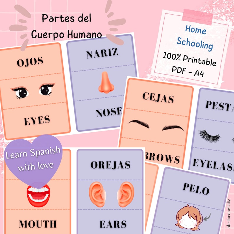 Learn the Parts of the Body Didactic Material in Vocabulary Cards ...