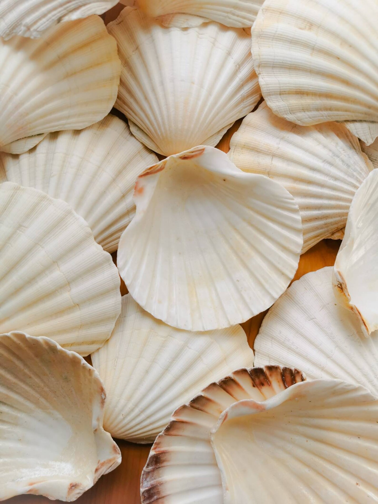 Large Giant Natural Scallop Shell Irish Sea Shells UK | Etsy