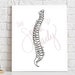 Spine Line Drawing Spine Art Anatomy Art - Etsy