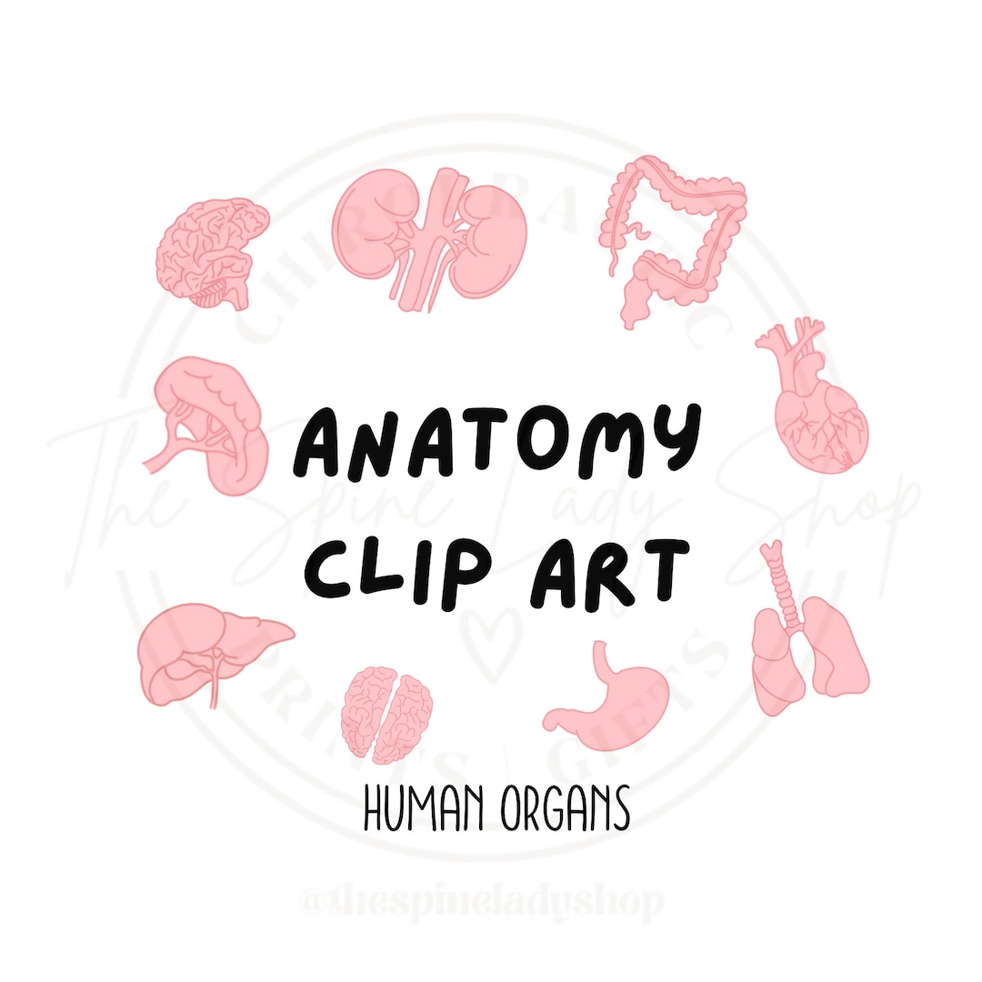 Human Anatomy Clip Art | Human Organs Clipart - Etsy