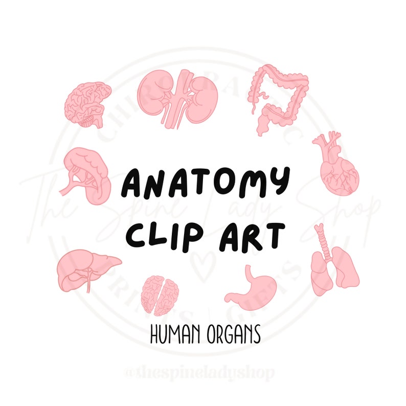 Human Anatomy Clip Art | Human Organs Clipart - Etsy