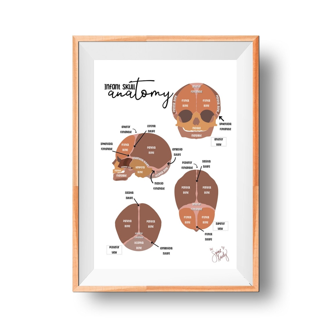 Infant Skull Anatomy Baby Skull Anatomy Poster - Etsy