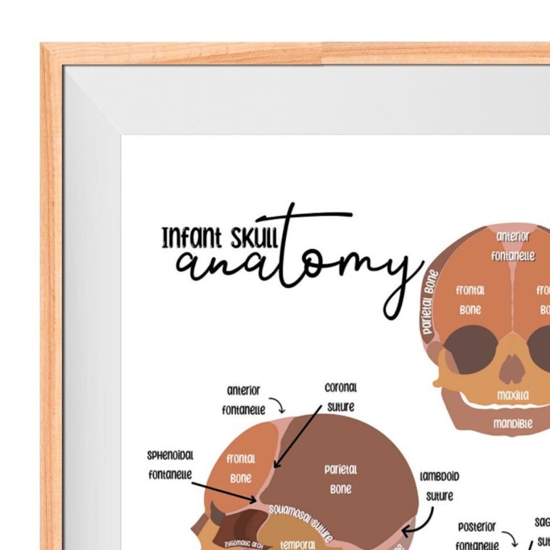 Infant Skull Anatomy Baby Skull Anatomy Poster - Etsy