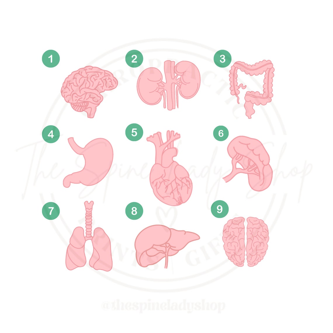 Human Anatomy Clip Art | Human Organs Clipart - Etsy