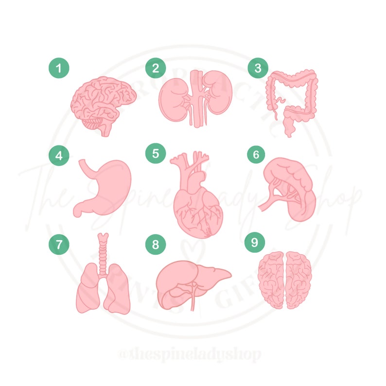 Human Anatomy Clip Art | Human Organs Clipart - Etsy