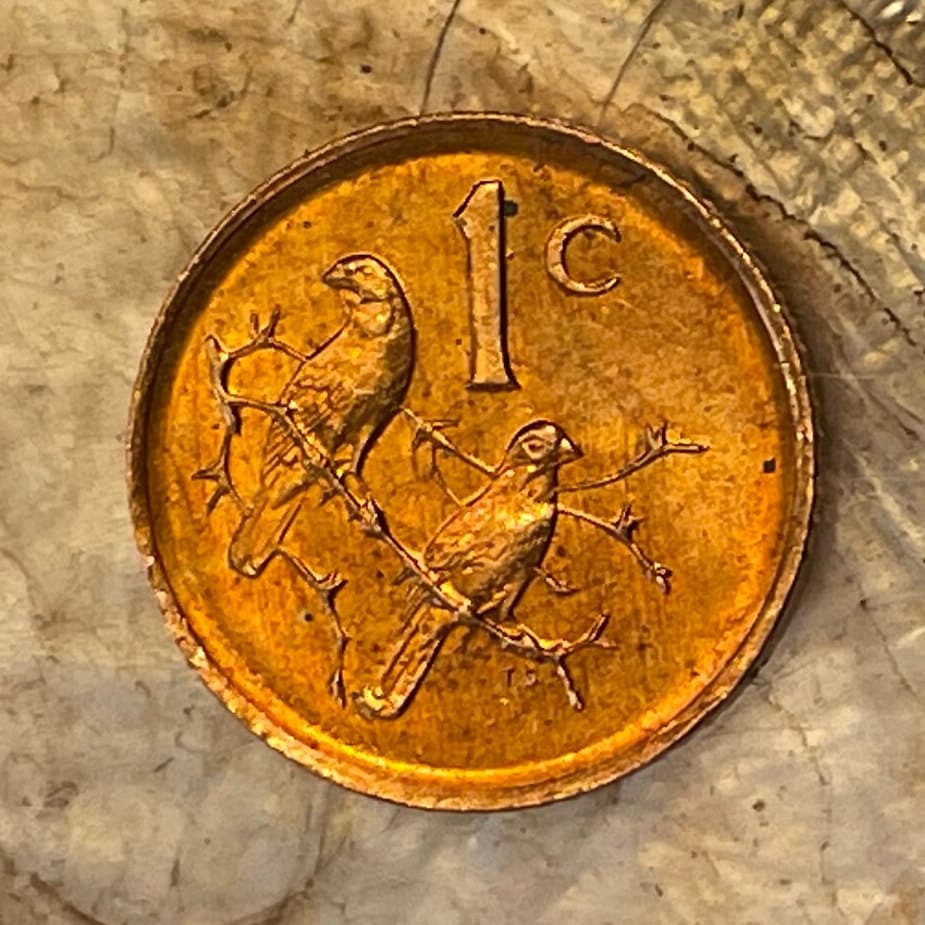 Cape Sparrows 1 Cent South Africa Authentic Coin Money for - Etsy