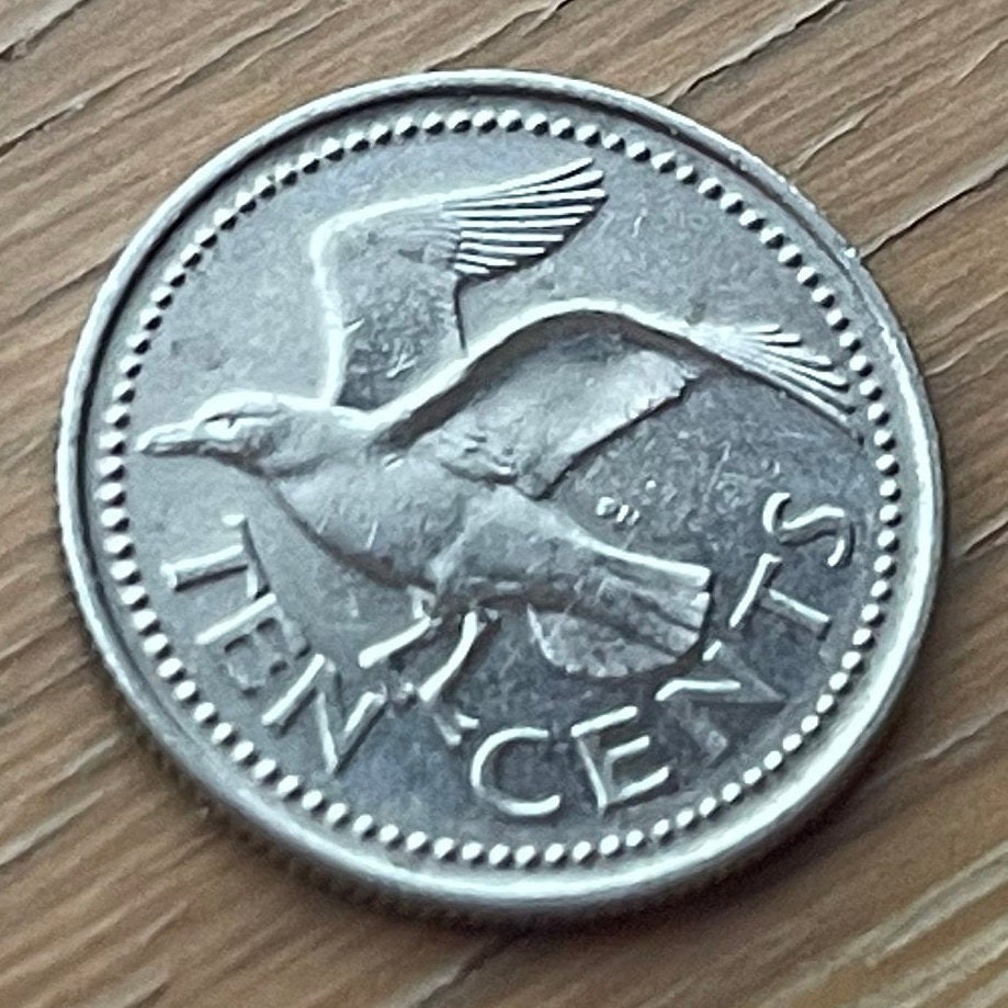 Laughing Gull 10 Cents Barbados Authentic Coin Money for - Etsy UK