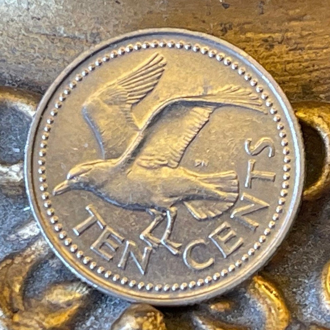 Laughing Gull 10 Cents Barbados Authentic Coin Money for | Etsy