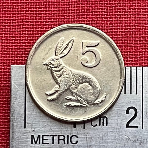Rabbit Coin - Etsy