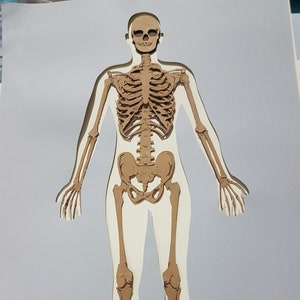 Maniacs- Learn Through Play Human Body 3D Book-1 Skeleton System Svg ...