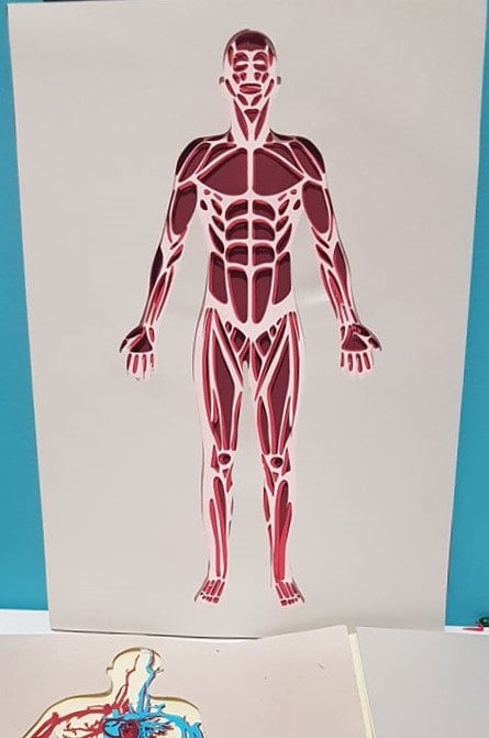 Maniacs- Learn Through Play Human Body Book- Muscular Svg Files - Etsy