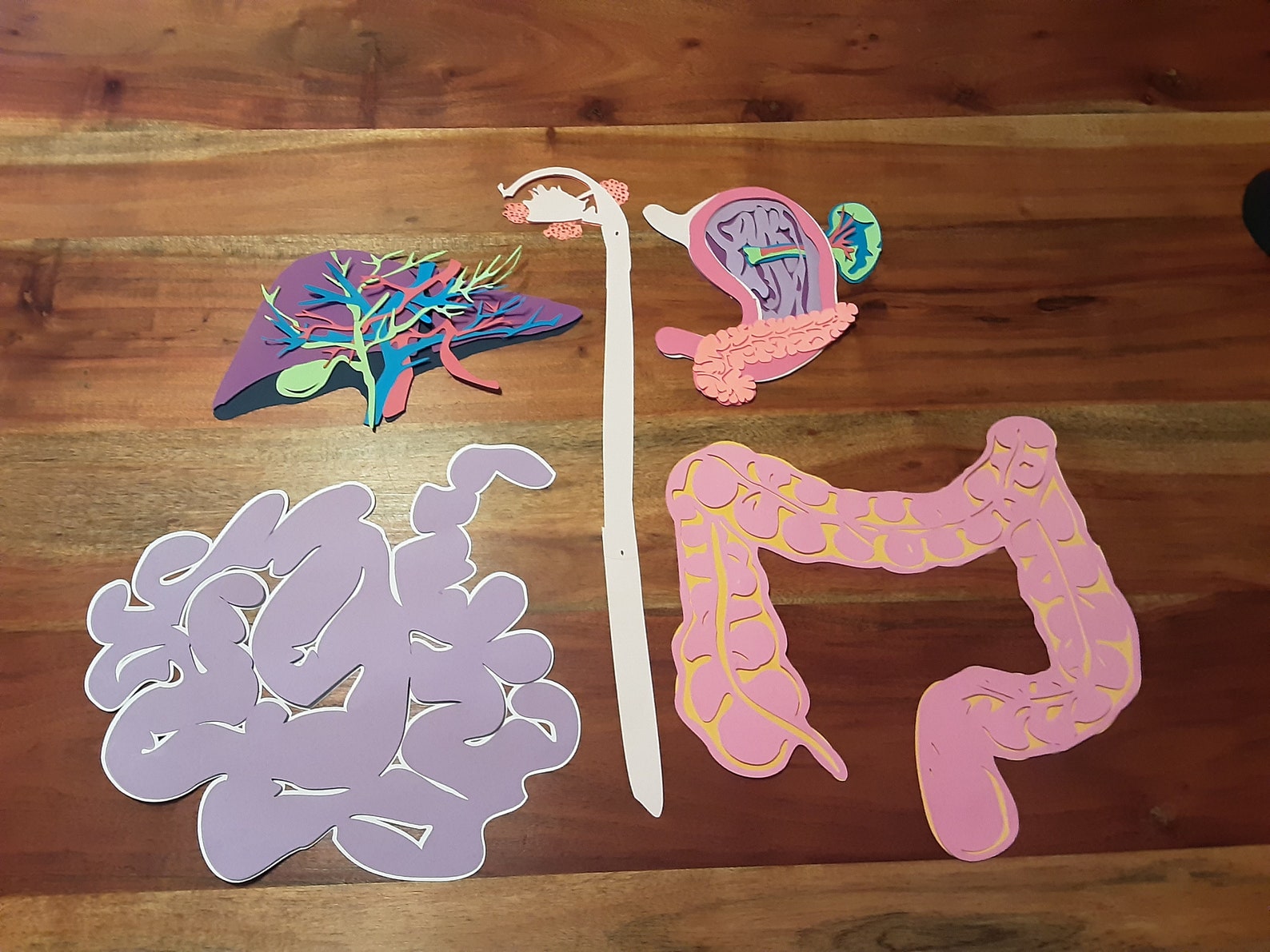 Maniacs Learn Through Play Human Anatomy Digestive System Svg | Etsy