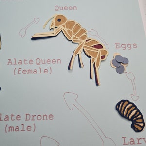 Maniacslearnplay-life Cycle of an Ant SVG Files - Etsy