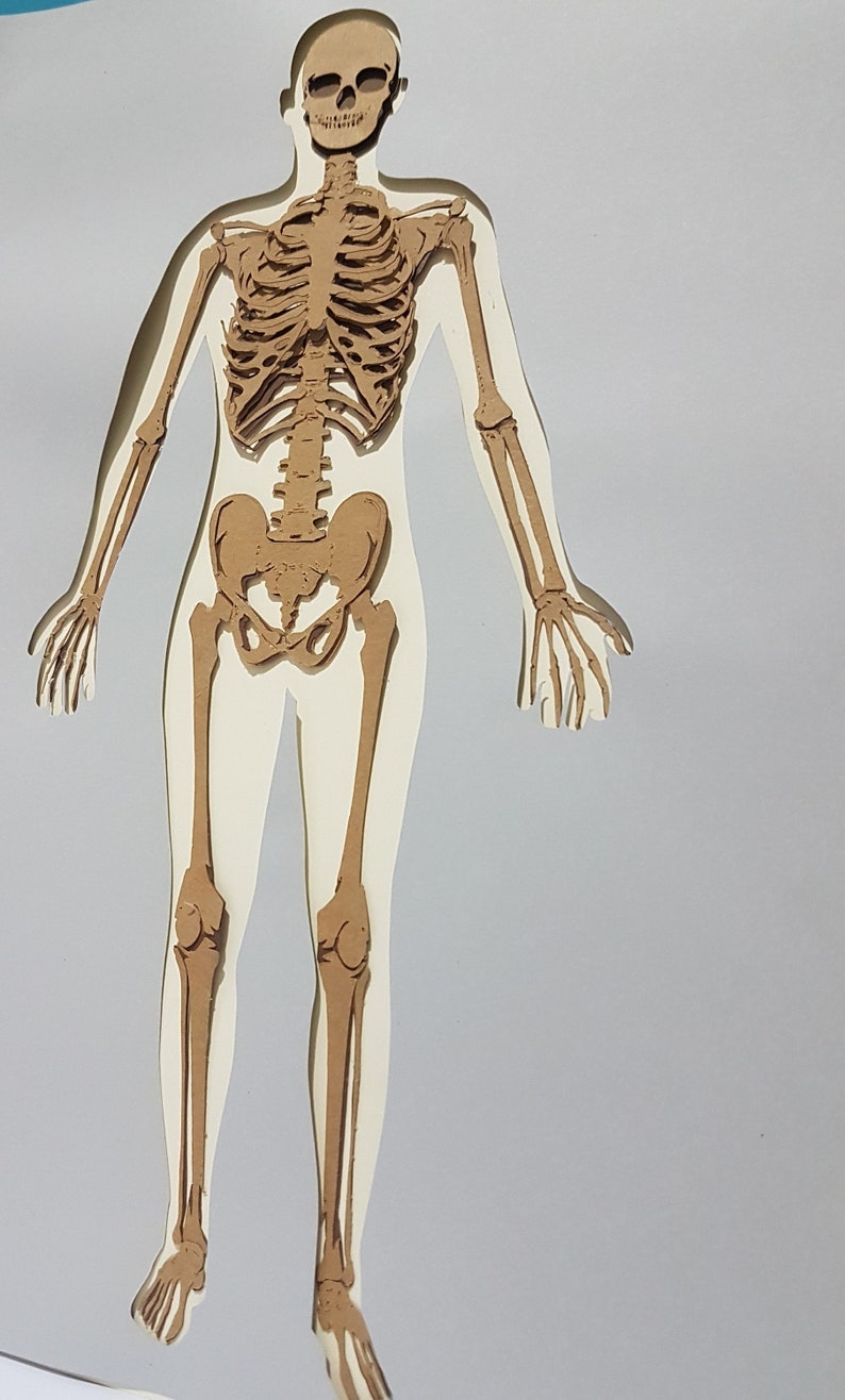 Maniacs- Learn Through Play Human Body 3D Book-1 Skeleton System Svg ...