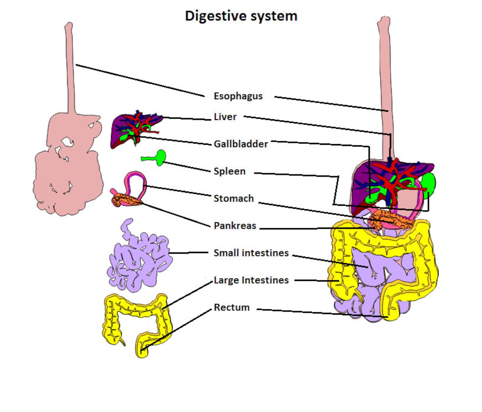 Maniacs- Learn Through Play Human Body 3D Book-digestive System Svg ...