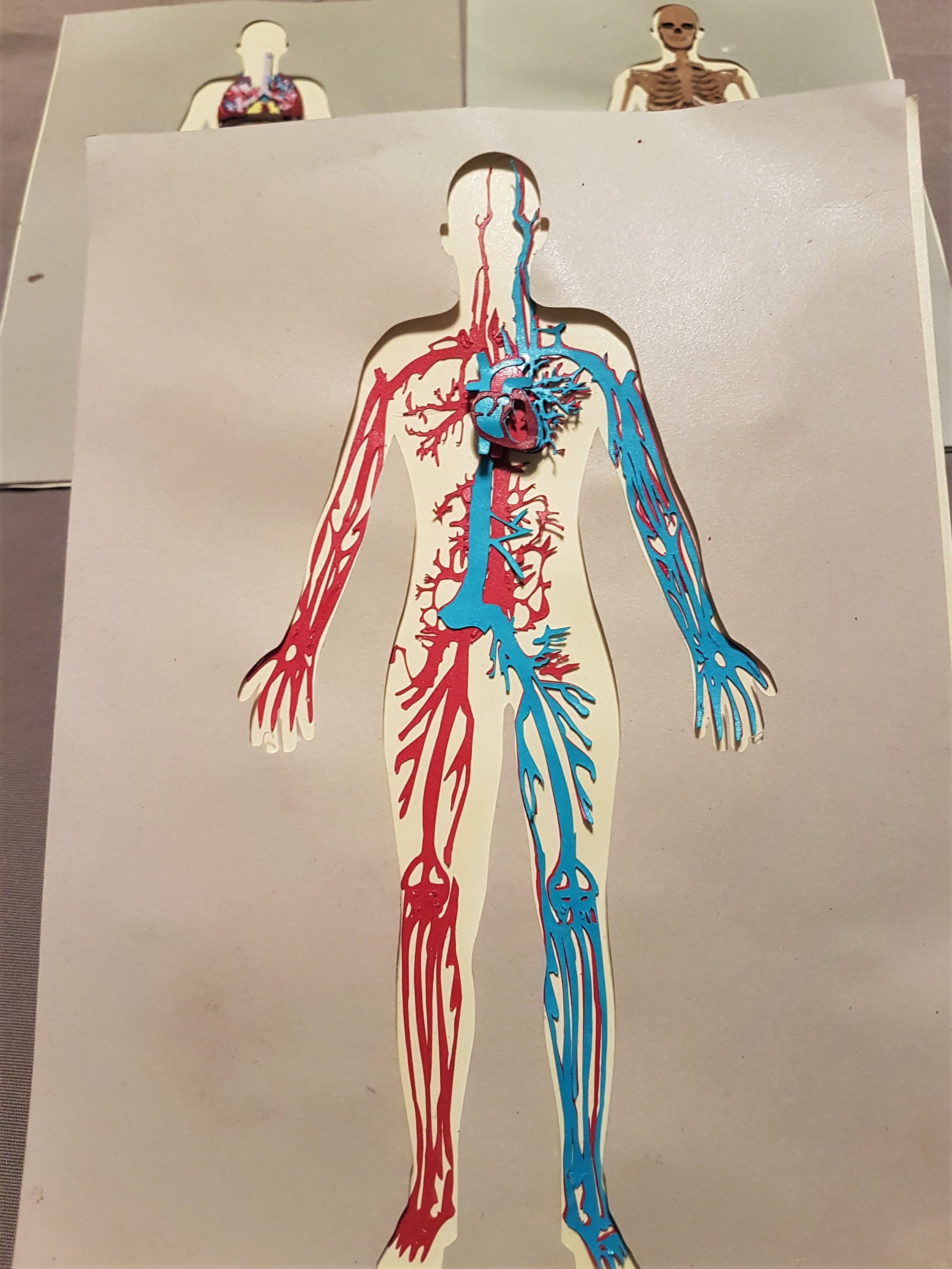 Circulatory System Model Project