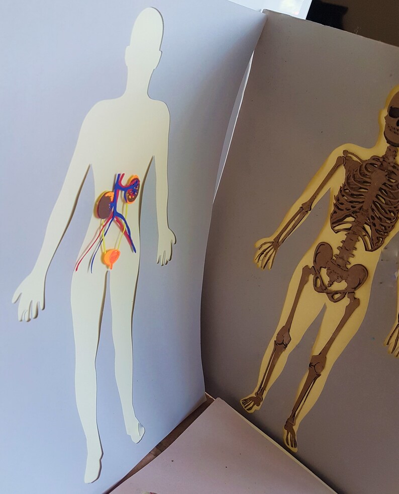 Maniacs- Learn Through Play Human Body Book- Urinary System Svg Files ...