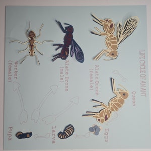 Maniacslearnplay-life Cycle of an Ant SVG Files - Etsy