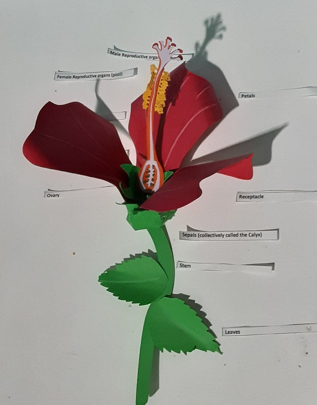 Maniacs- Learn Through Play 3D Hibiscus Flower SVG Files - Etsy