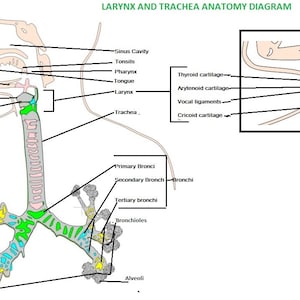Human Anatomy Model -respiratory System Svg Files for 3D Cardstock ...