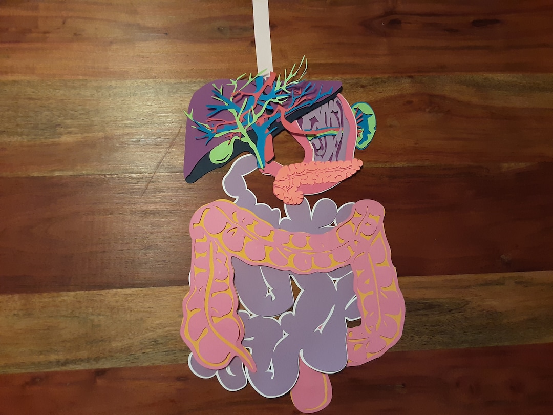 Maniacs- Learn Through Play Human Anatomy Digestive System Svg Files - Etsy