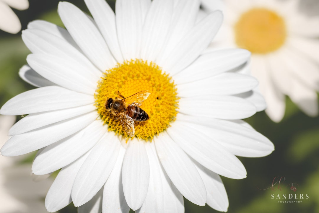 Daisy Photograph, Wall Print, Macro Photography, Flower Photograph ...