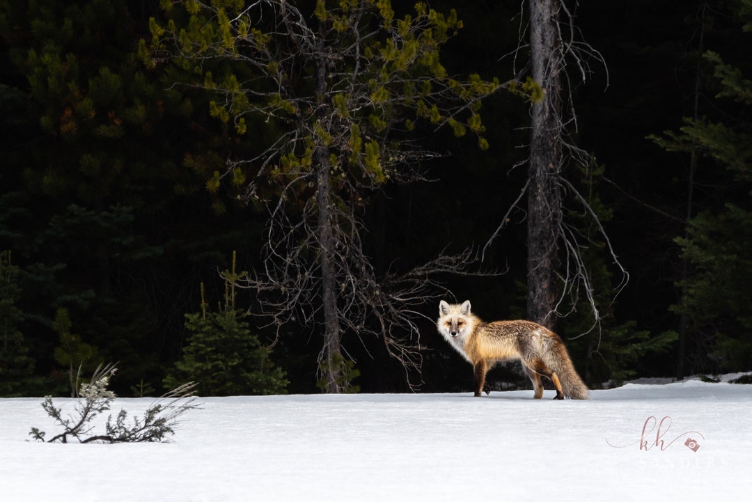Grand Teton Fox Print: Wyoming Wildlife Photography, Wall Decor - Etsy
