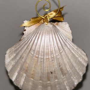 Scallop Shell Ornament With Scallop Shell - Etsy
