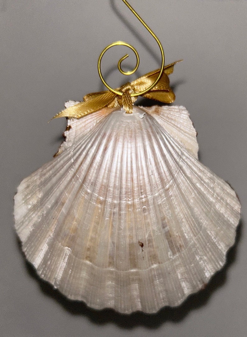 Scallop Shell Ornament With Scallop Shell - Etsy