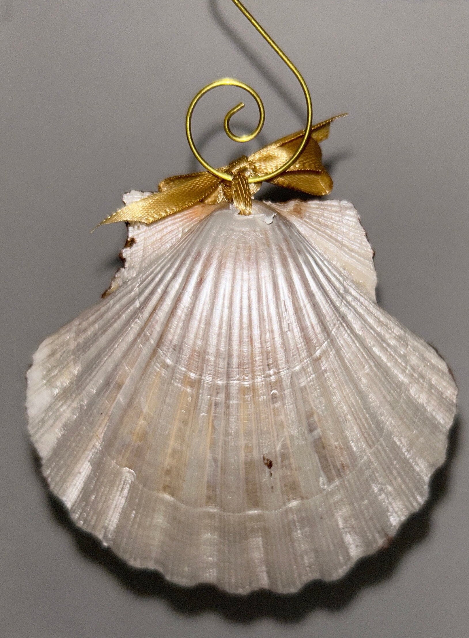 Scallop Shell Ornament With Scallop Shell - Etsy