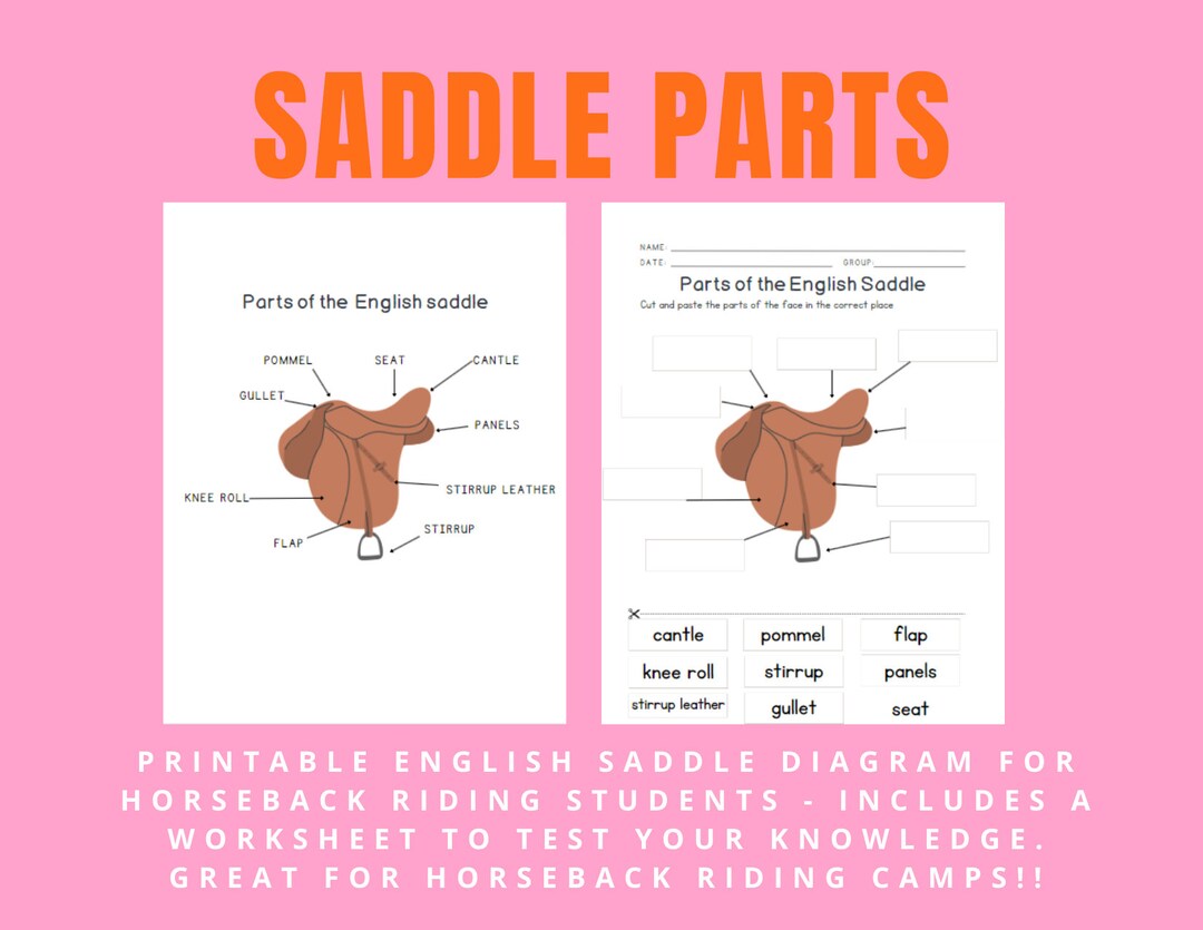English Saddle Parts Worksheet/printable Equestrian Worksheet/horse ...