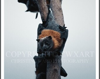 Flying Fox Plush - Etsy