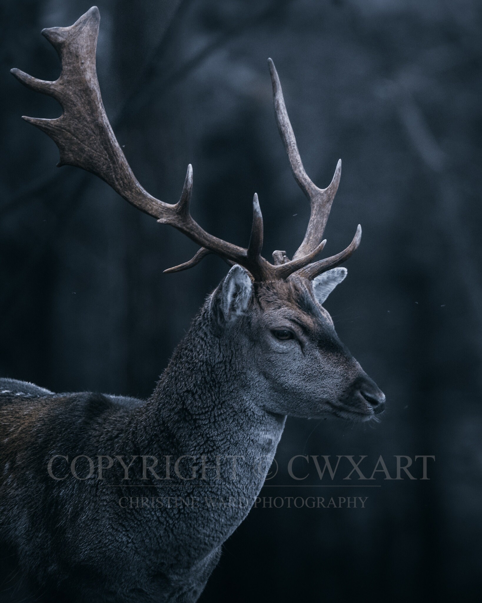 Fallow Deer II - Etsy