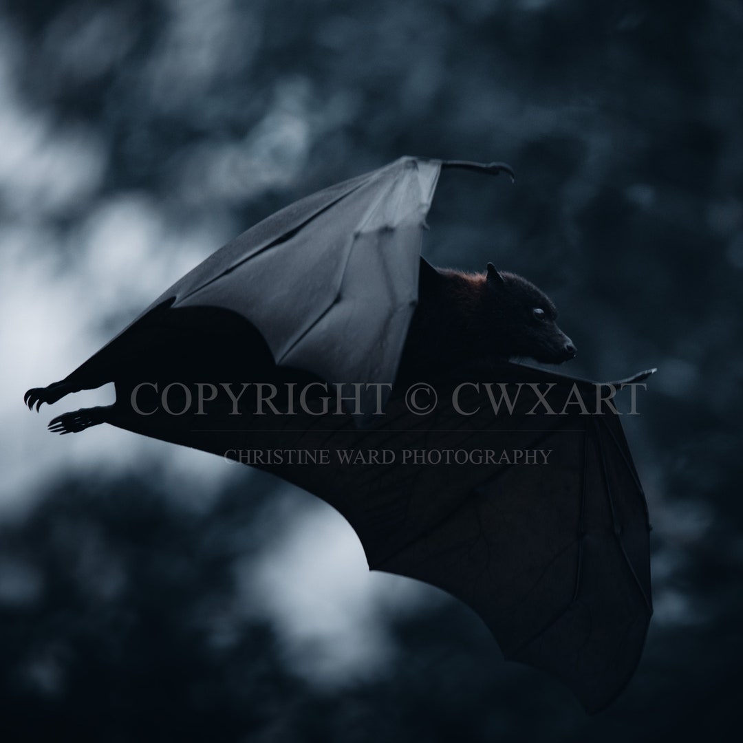 Flying Fox in Flight II - Etsy