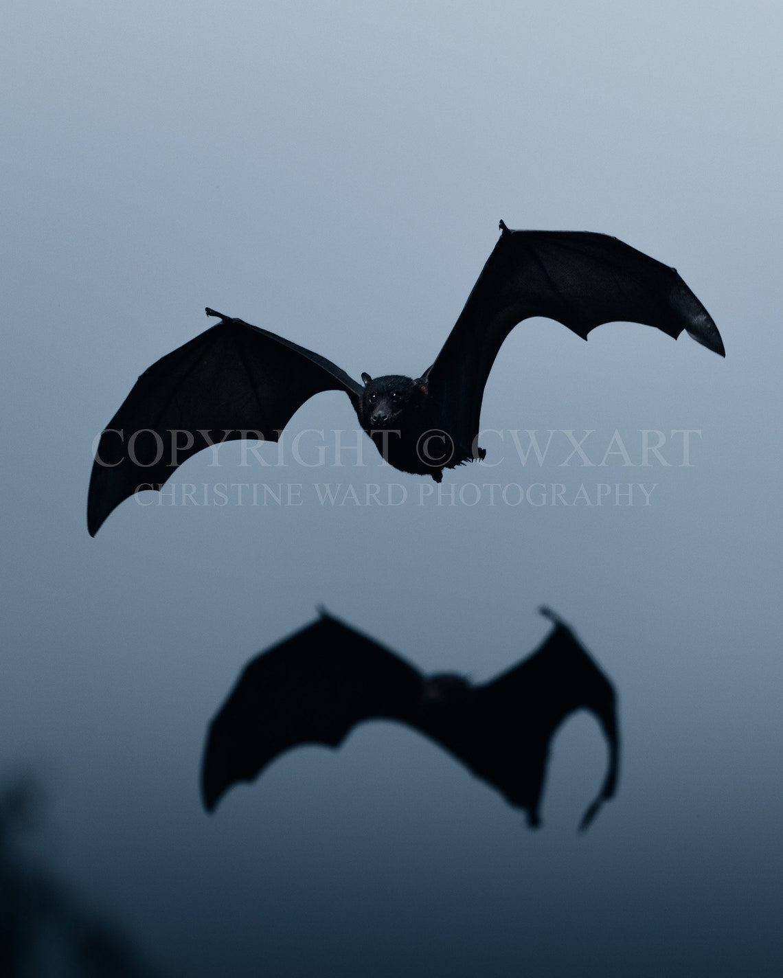 Flying Foxes - Etsy
