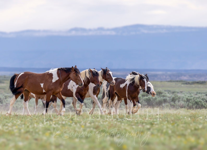 The March - Horse Picture, Equine Wall Art, Horse Home Decor - Etsy